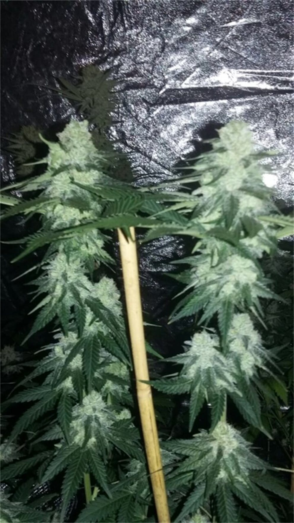 Photos of Big Bud Weed Strain Buds | Leafly