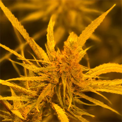 Black Jack Weed Strain Information | Leafly