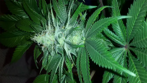 Black Jack Weed Strain Information | Leafly