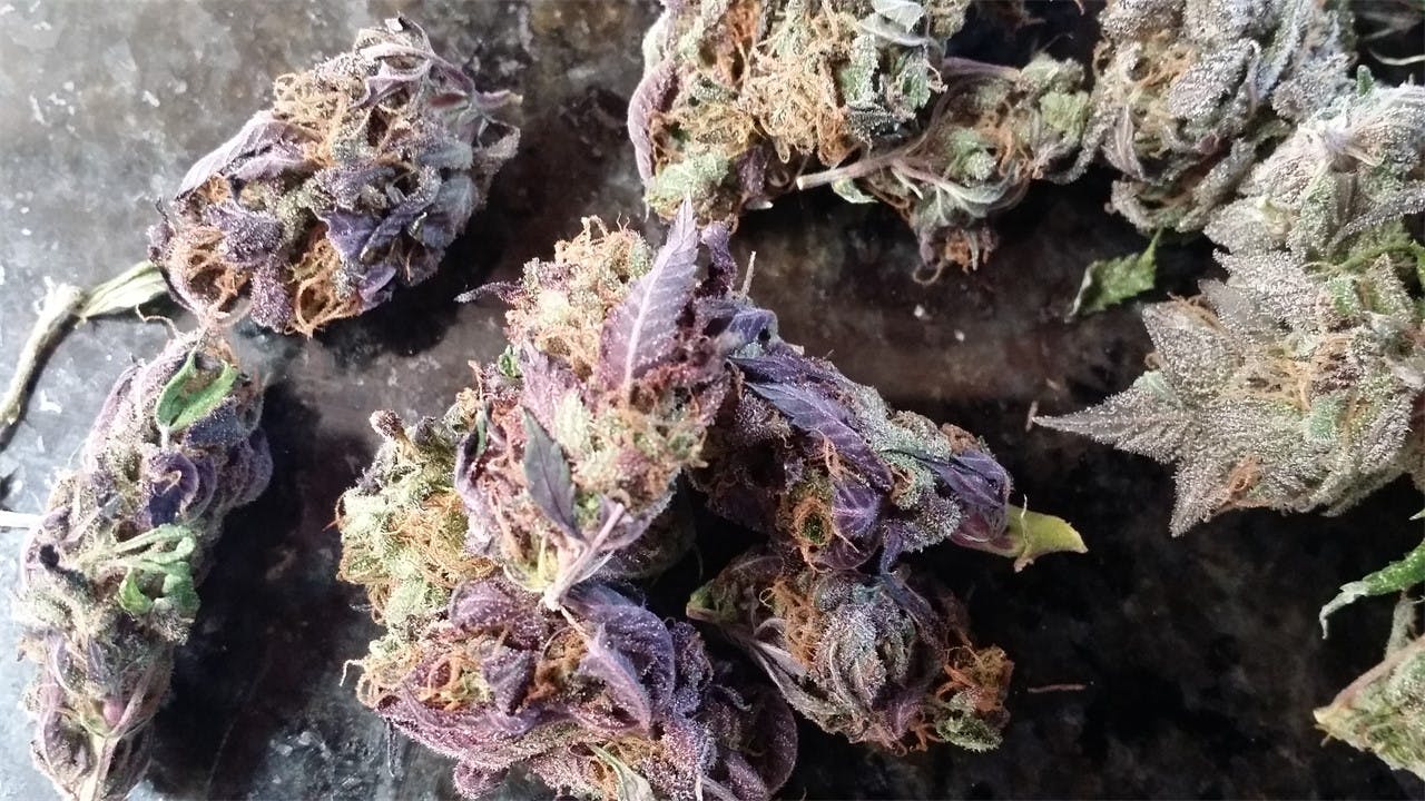 Photos of Black Russian Weed Strain Buds | Leafly