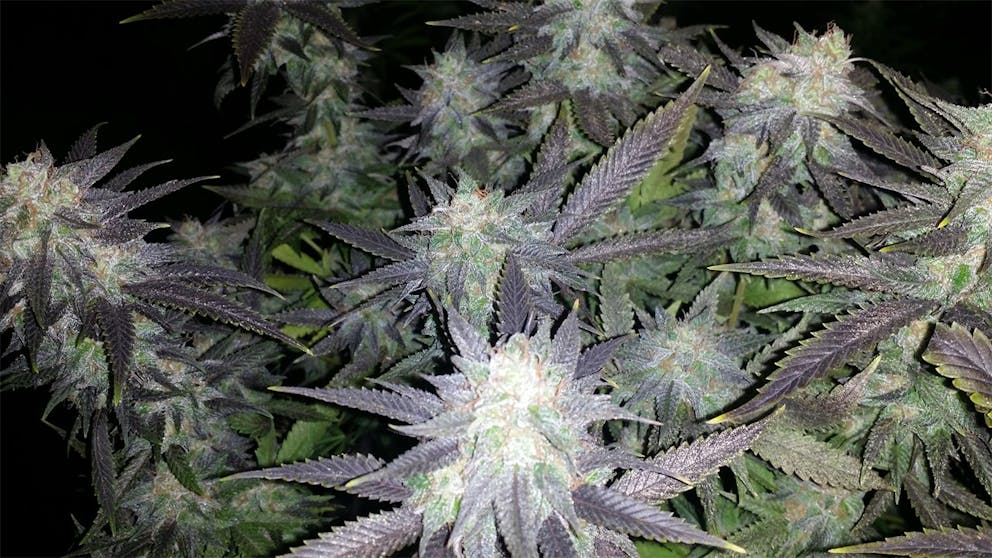 Photos of Black Russian Weed Strain Buds | Leafly