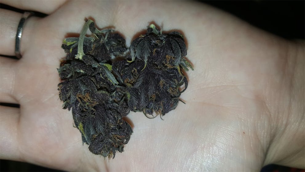 Photos of Black Russian Weed Strain Buds | Leafly