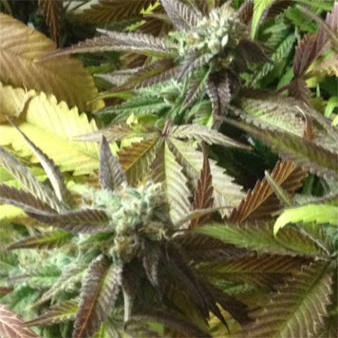Blackberry Kush aka BBK, Auto Blackberry Kush Weed Strain Information ...