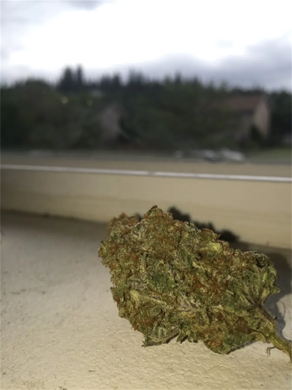 Photos of Blackberry Pie Weed Strain Buds | Leafly