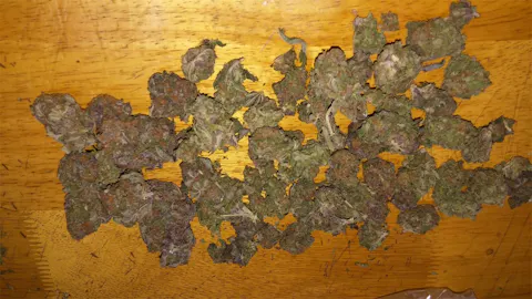 Blackberry Pie Weed Strain Information | Leafly