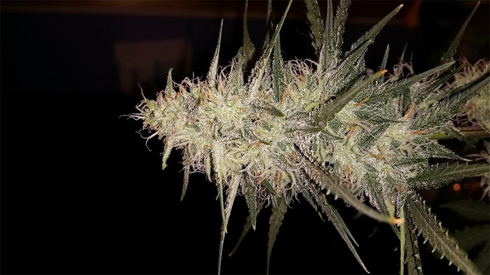 Photos of Blue Cheese Weed Strain Buds | Leafly