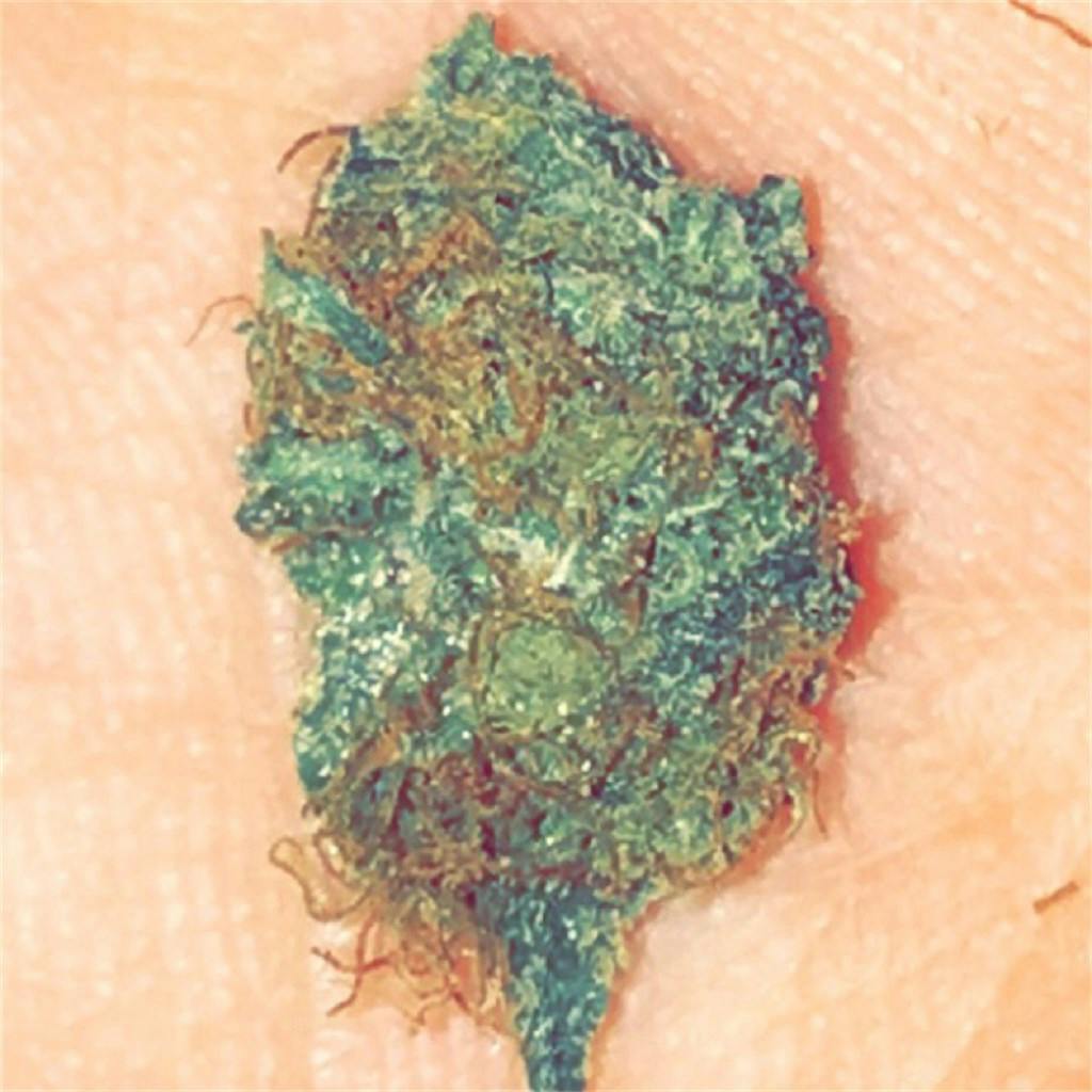 Photos of Blue Cheese Weed Strain Buds | Leafly