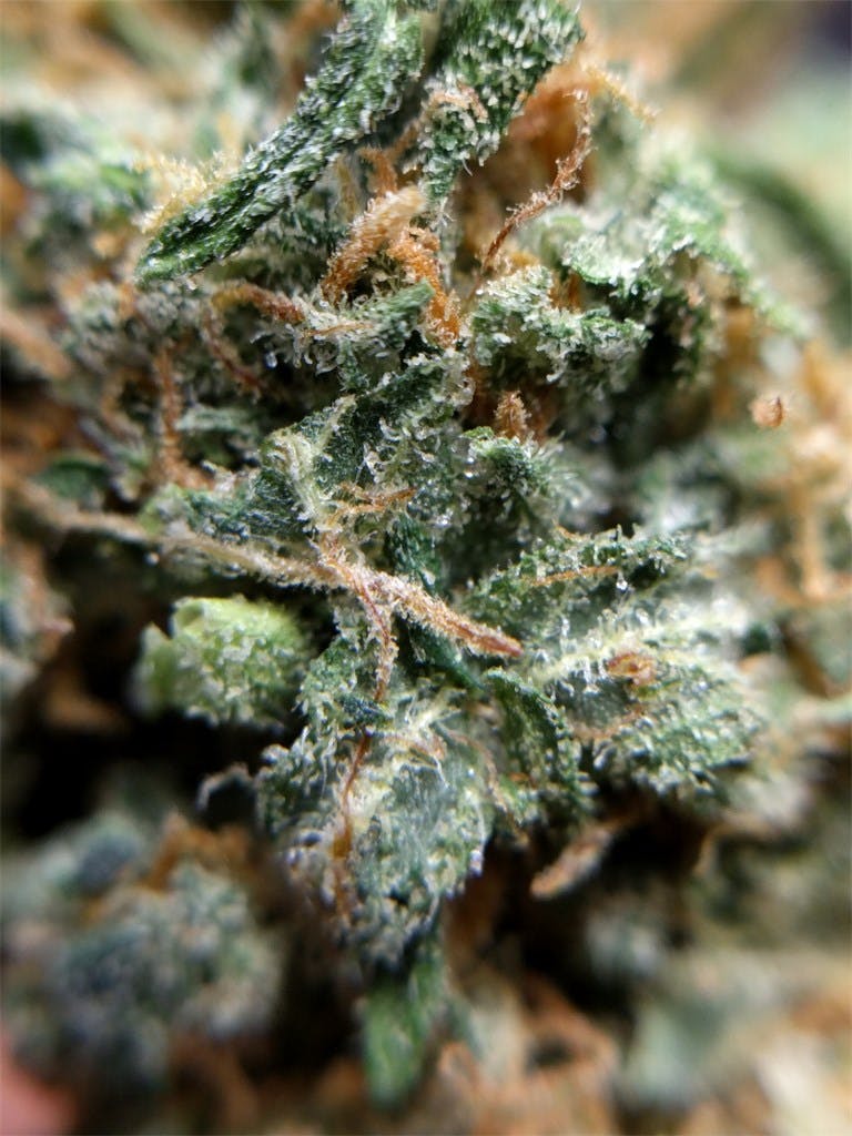 Blue Cheese Weed Strain Information Leafly
