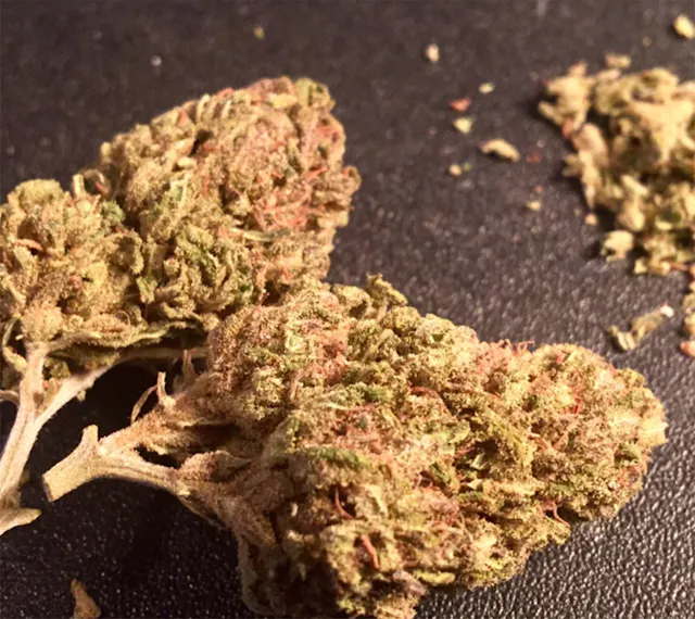 Photos of Blue Dream Weed Strain Buds | Leafly
