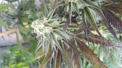 Blue Dream Weed Strain Information | Leafly