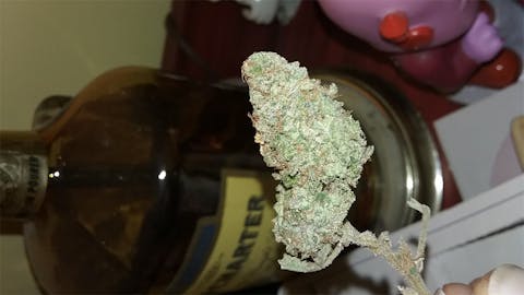 Blue Hash aka Blueberry Hash, Blue Hashplant Weed Strain Information ...