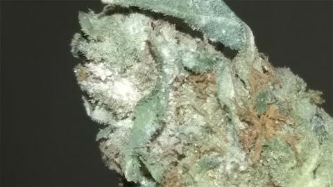 Blue Hash aka Blueberry Hash, Blue Hashplant Weed Strain Information ...