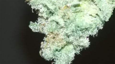 Blue Hash aka Blueberry Hash, Blue Hashplant Weed Strain Information ...