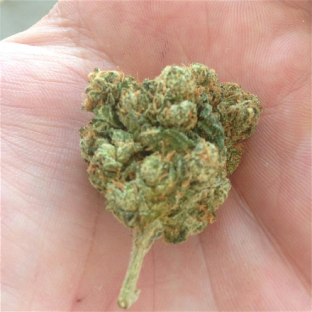 Blue Hawaiian Weed Strain Information | Leafly