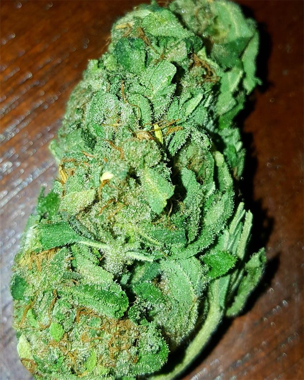 Photos of Blue Haze Weed Strain Buds | Leafly