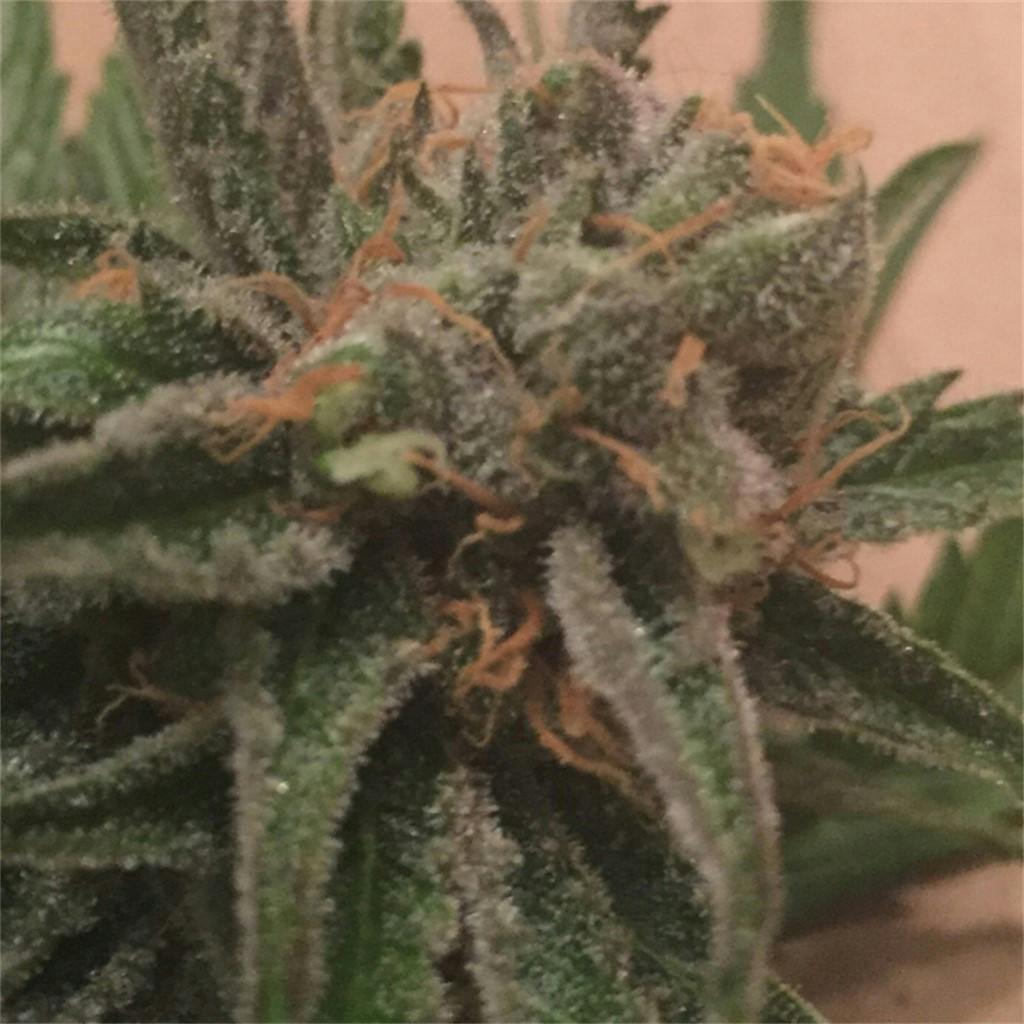 Photos of Blue Haze Weed Strain Buds | Leafly