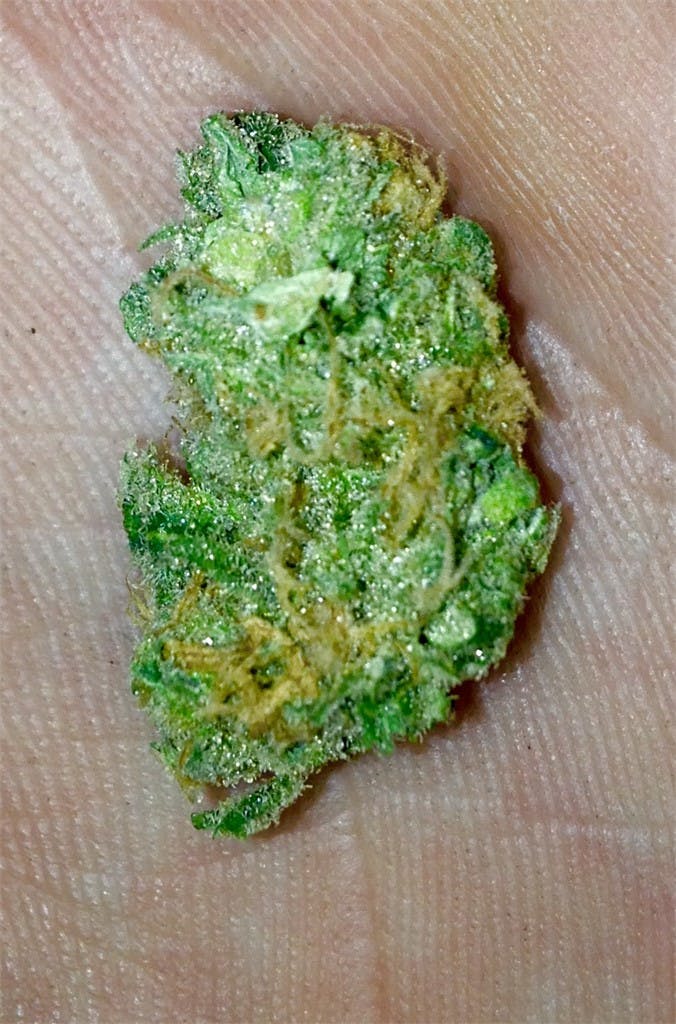 Photos of Blue Haze Weed Strain Buds | Leafly