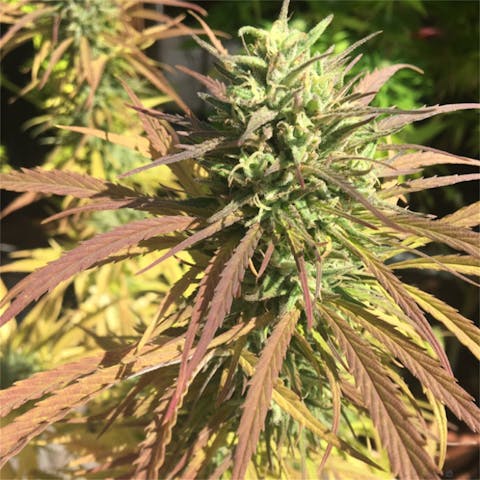 Blue Kush Weed Strain Information | Leafly