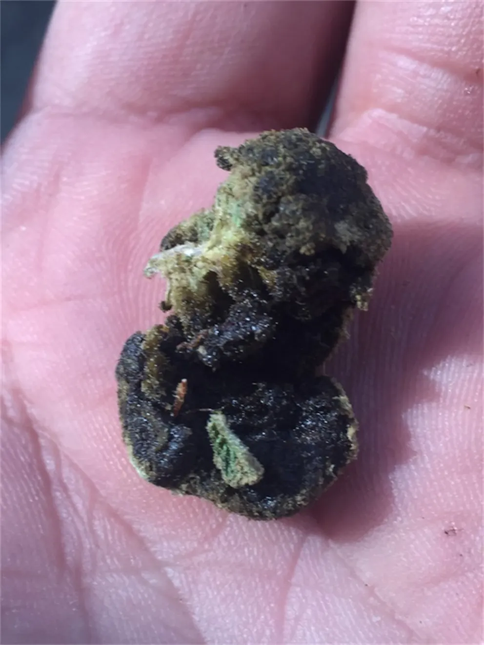 Photos of Blue Moon Rocks Weed Strain Buds | Leafly