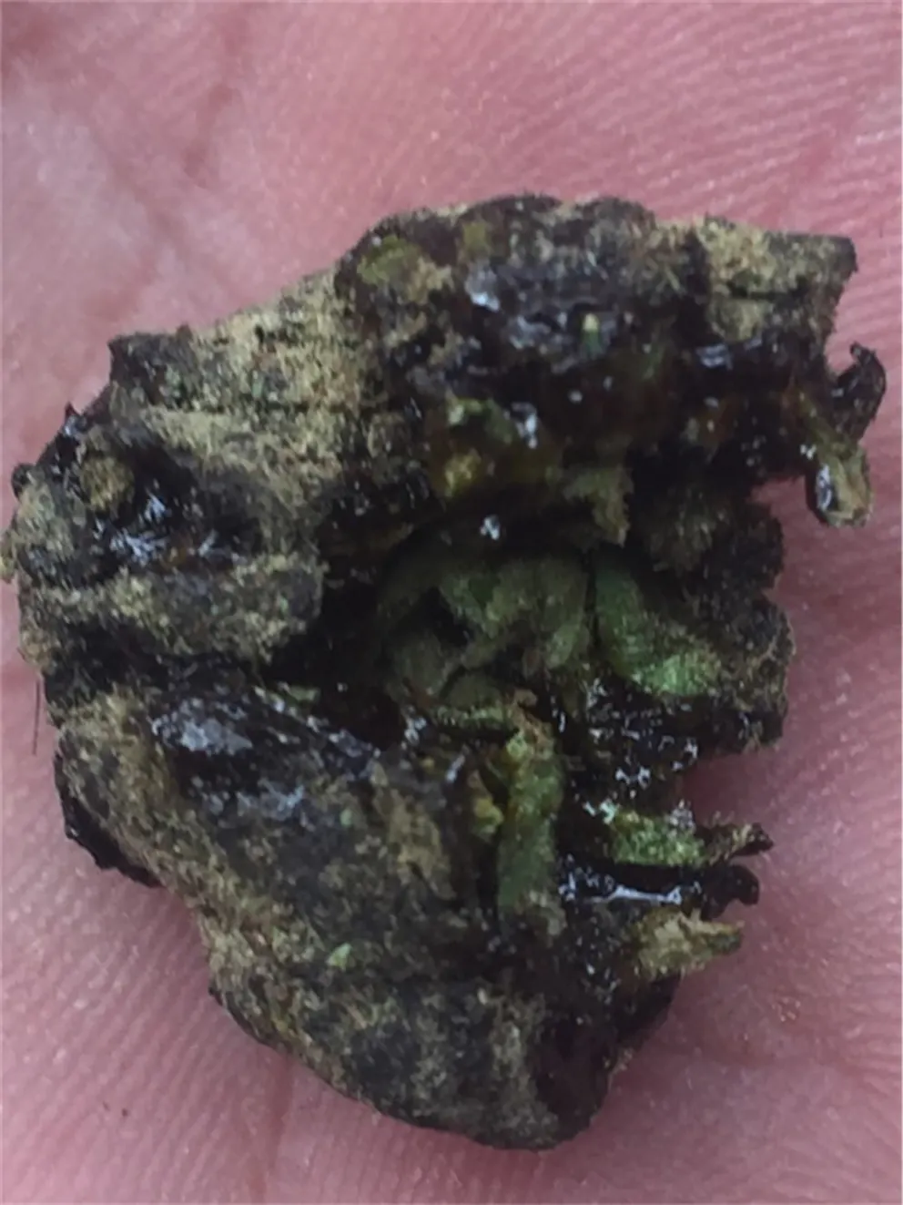 Photos of Blue Moon Rocks Weed Strain Buds | Leafly