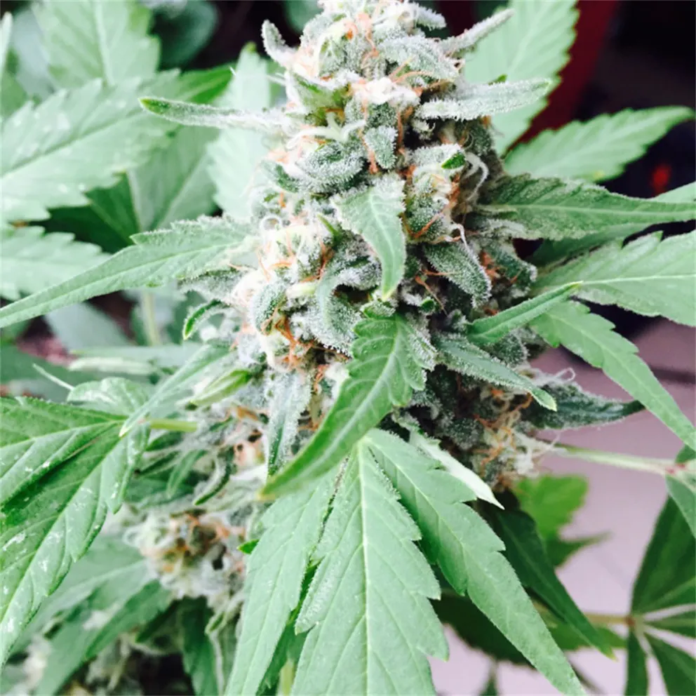 Photos of Blue Mystic Weed Strain Buds | Leafly