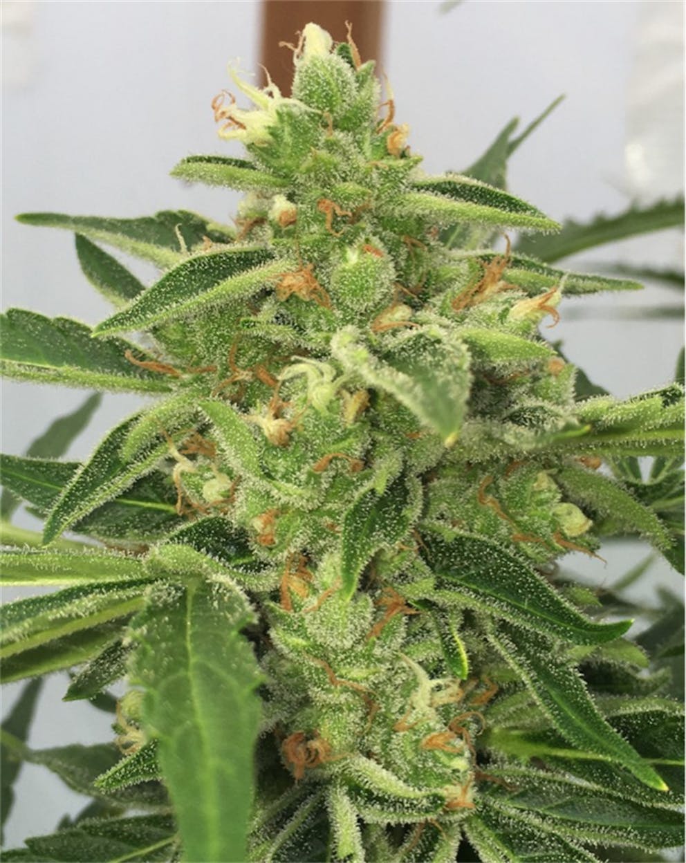 Photos of Blue Mystic Weed Strain Buds | Leafly