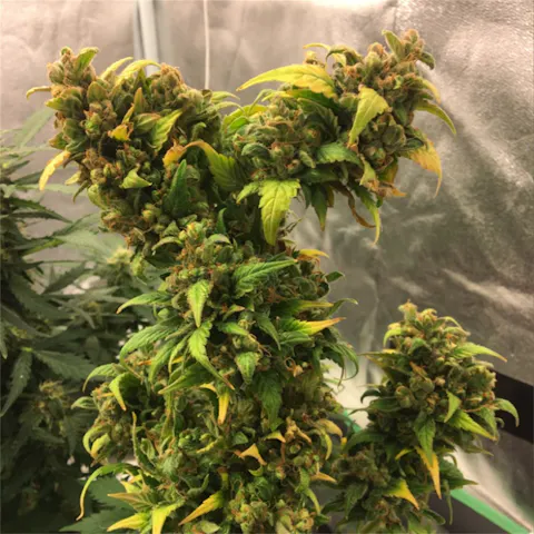 Blue Mystic Weed Strain Information | Leafly