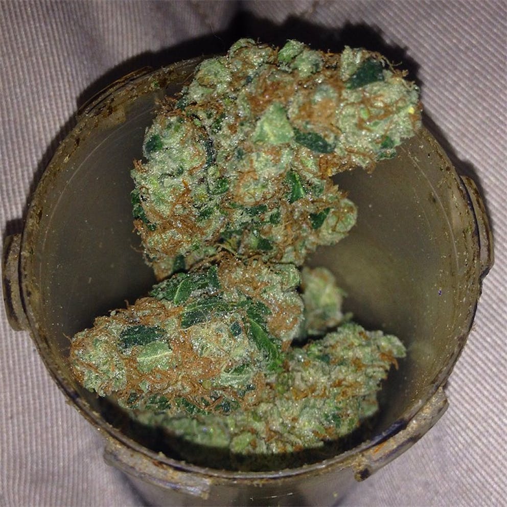 Photos of Blue Nightmare Weed Strain Buds | Leafly