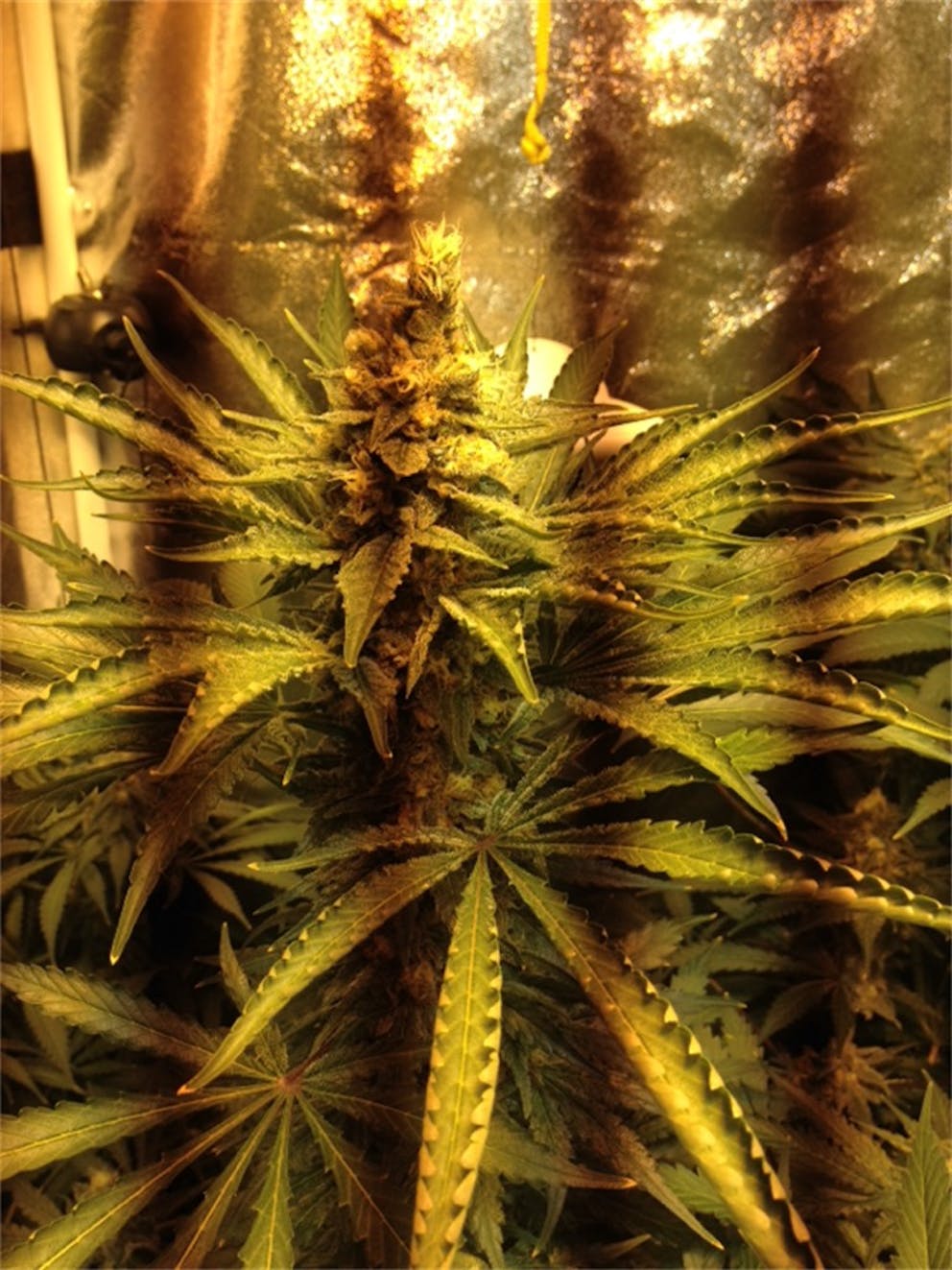 Photos of Blue OG Weed Strain Buds | Leafly