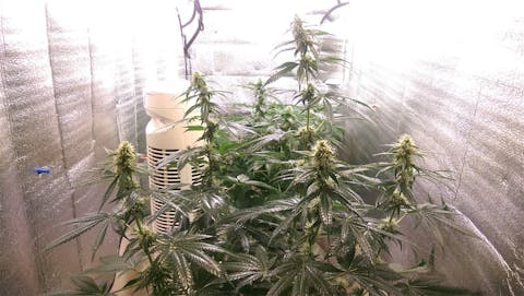 Blue Venom Weed Strain Information | Leafly