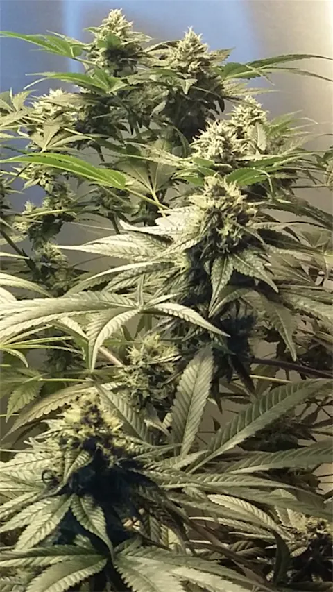 Blueberry Jack aka Blue Jack Weed Strain Information | Leafly
