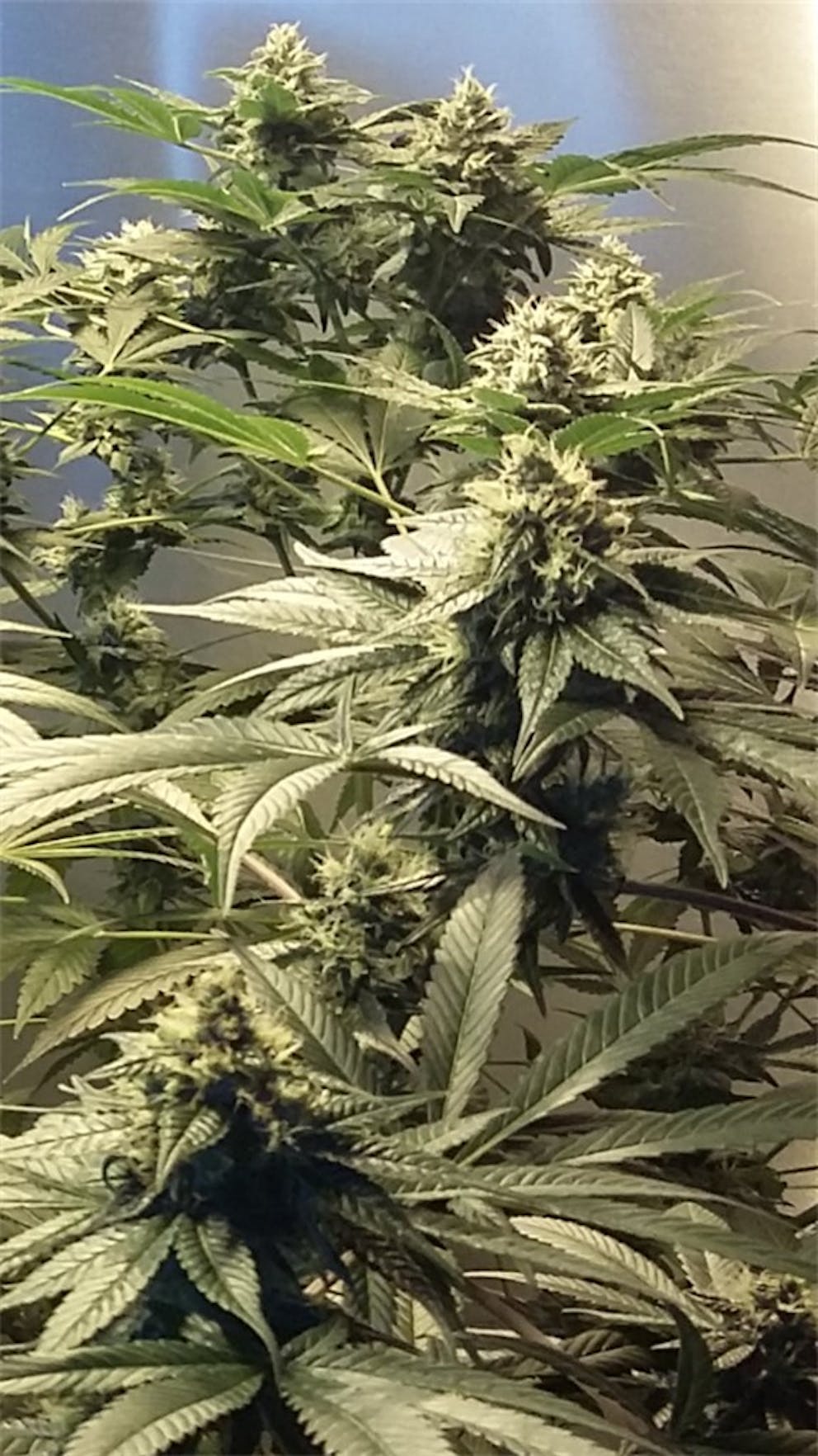 Photos of Blueberry Jack Weed Strain Buds | Leafly