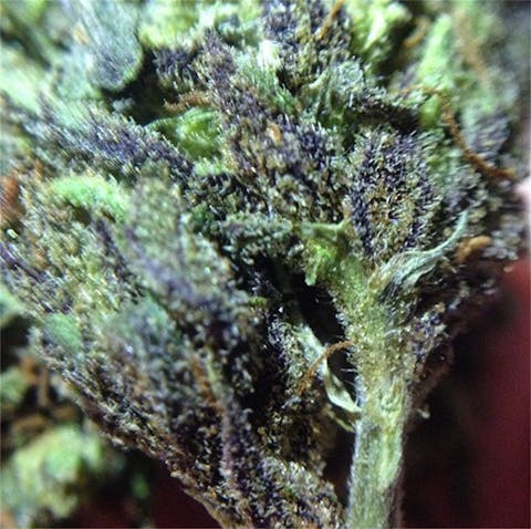 Blueberry Lambsbread aka Blueberry Lamb's Breath, Blue Lambsbread, Blue ...