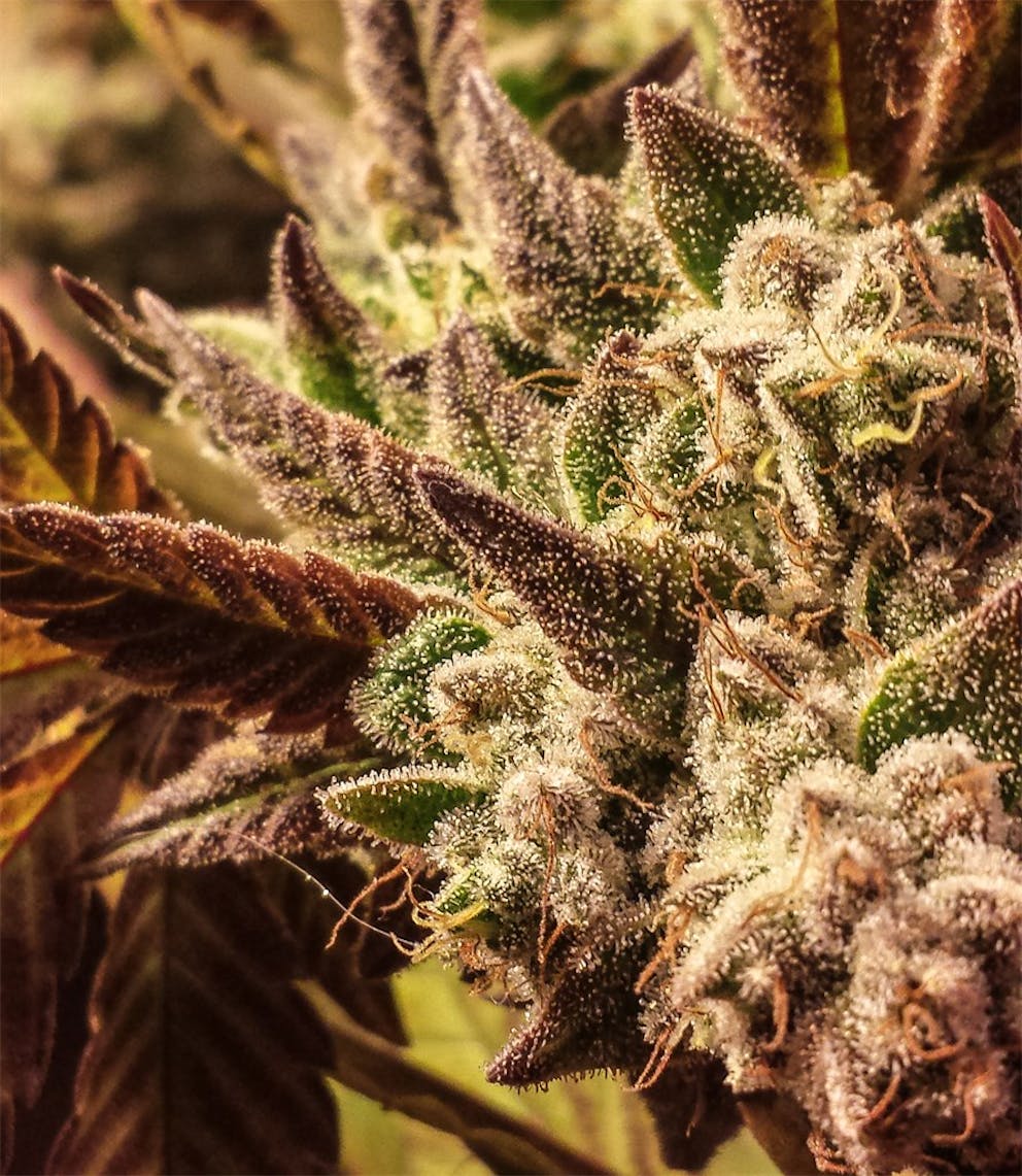 Photos of Blueberry Pie Weed Strain Buds | Leafly