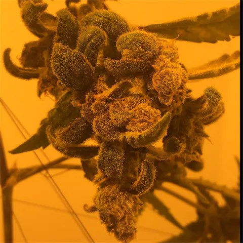 Blueberry aka Berry Blue Weed Strain Information | Leafly