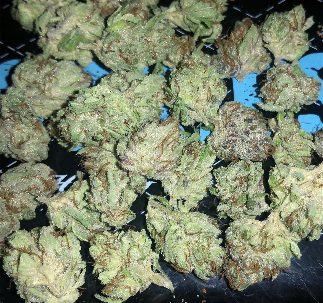 Photos of Blueberry Weed Strain Buds | Leafly