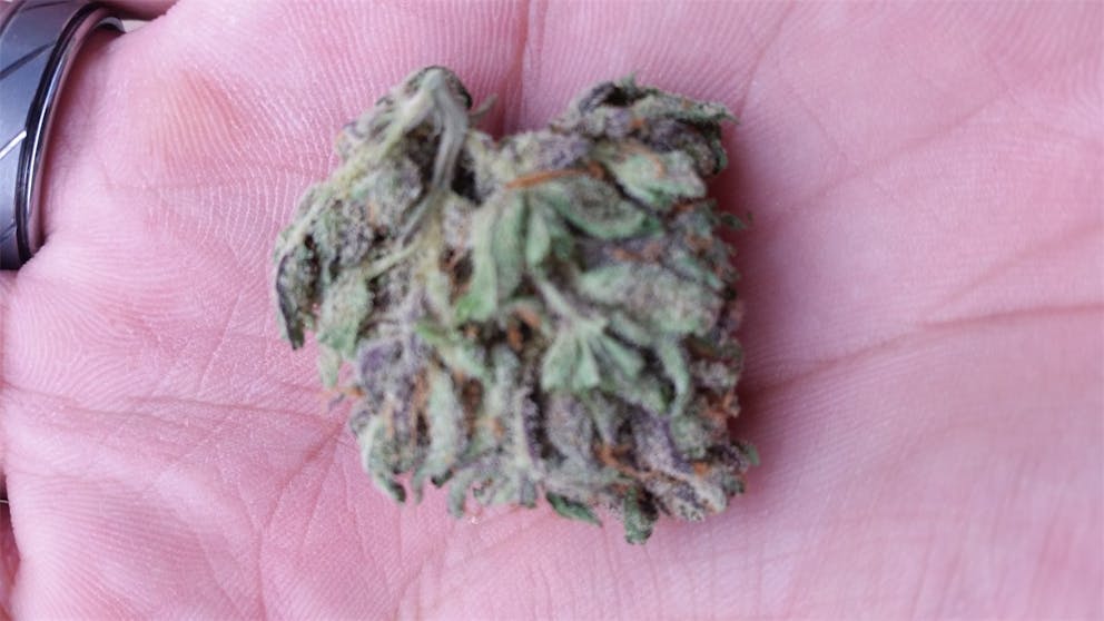 Photos of Blurple Weed Strain Buds | Leafly