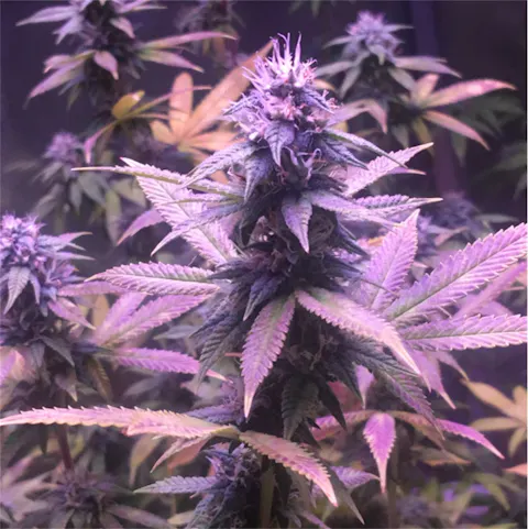 Boss Hogg aka Pickens Mtn. Boss Hog Weed Strain Information | Leafly