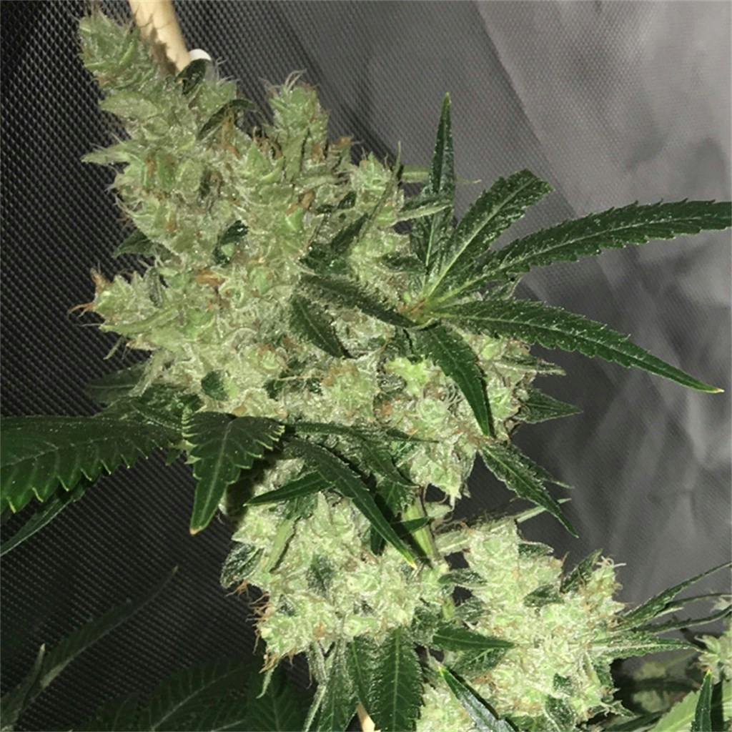 Photos of Bruce Banner Weed Strain Buds | Leafly