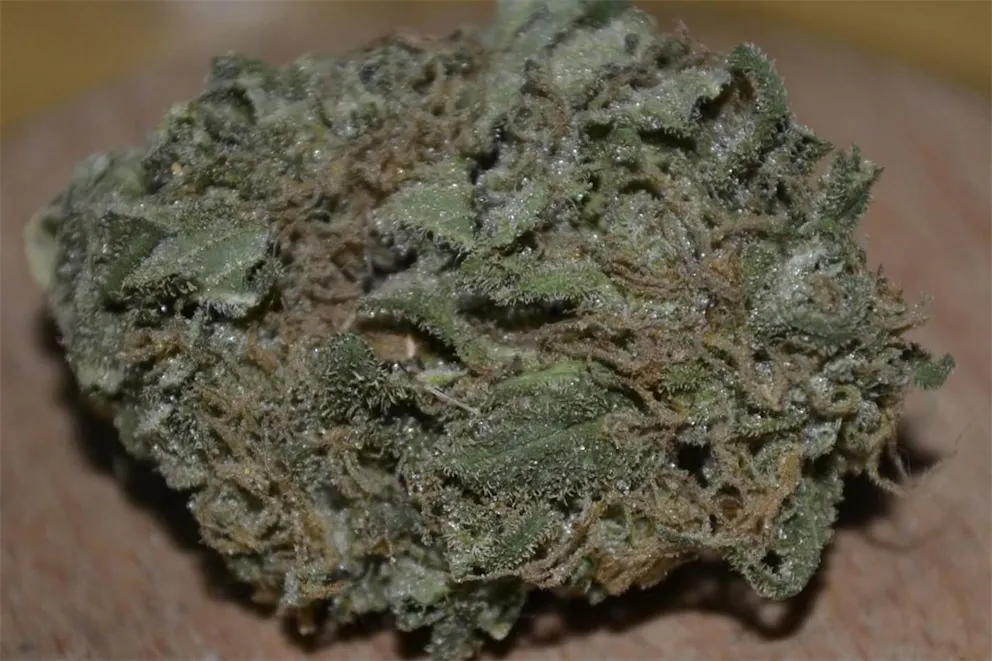 Photos of Bubblegum Kush Weed Strain Buds | Leafly