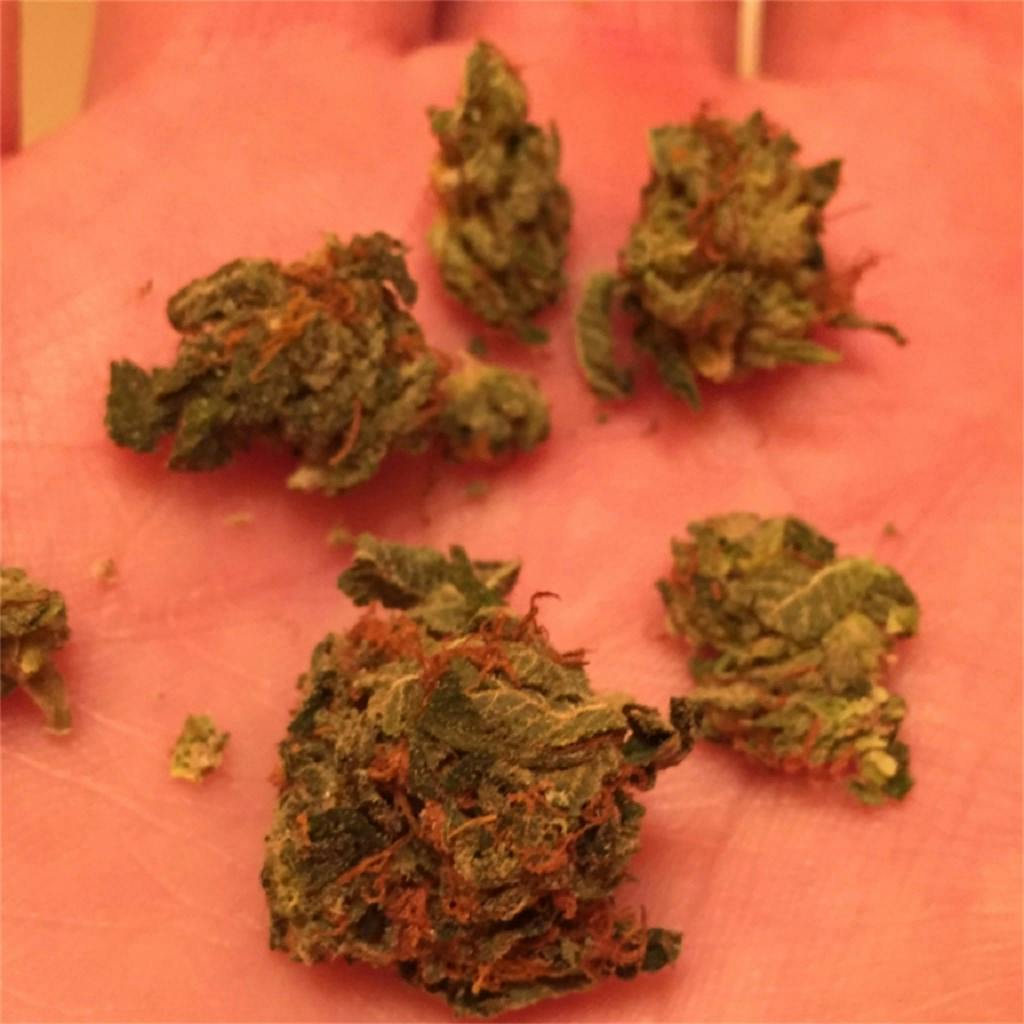 California Orange aka Cali Orange, Cali-O, Cali Orange Bud, COB, Californian Orange Weed Strain ...