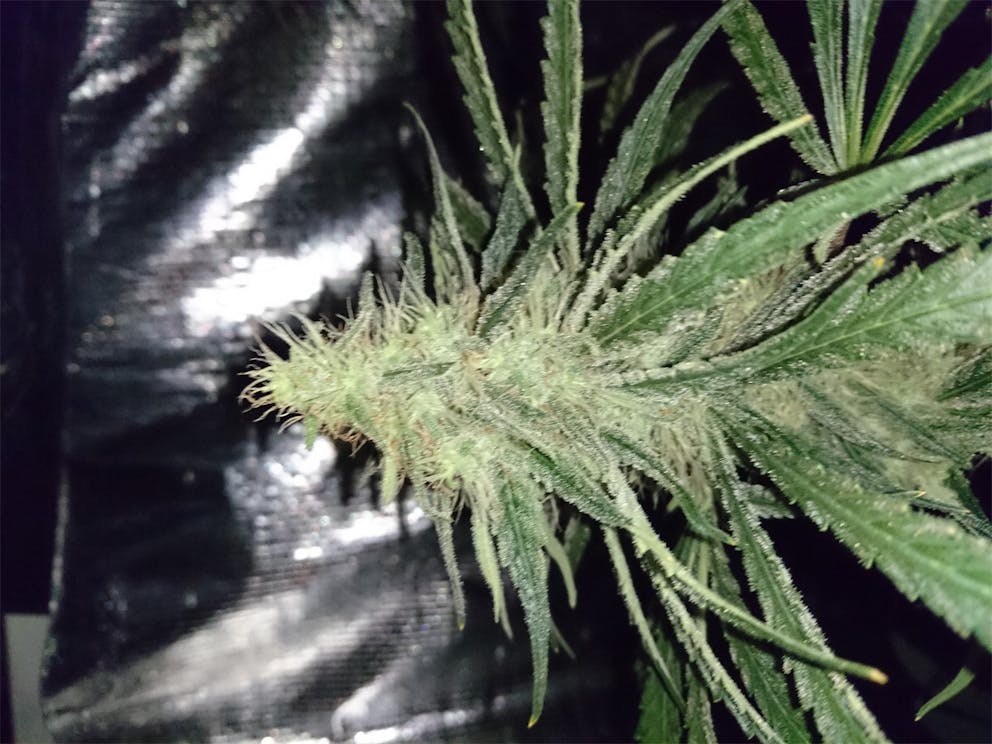 Photos of Caramelicious Weed Strain Buds | Leafly