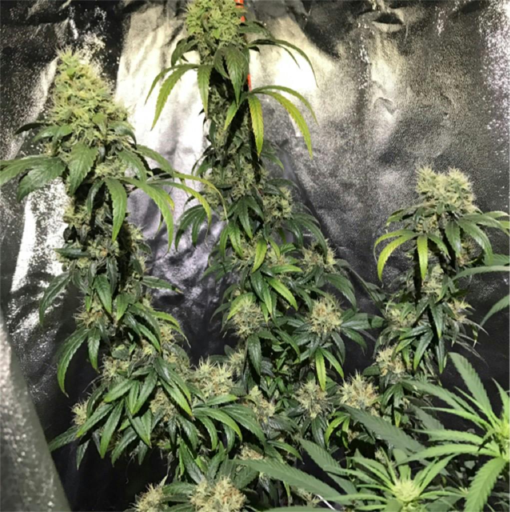 Caramelicious Weed Strain Information | Leafly