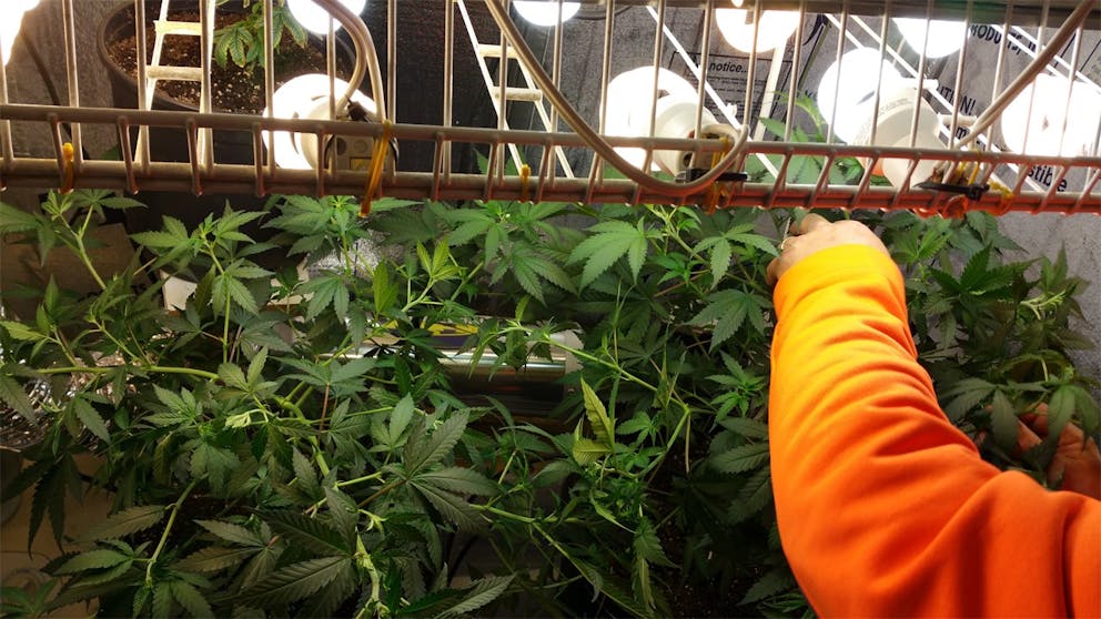 Photos of Caramelicious Weed Strain Buds | Leafly