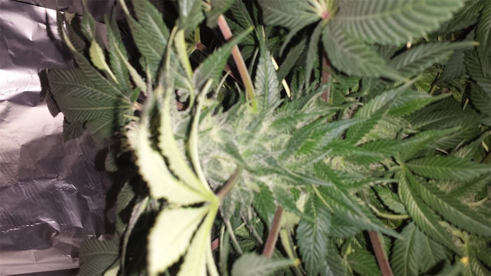 Photos of Caramelicious Weed Strain Buds | Leafly