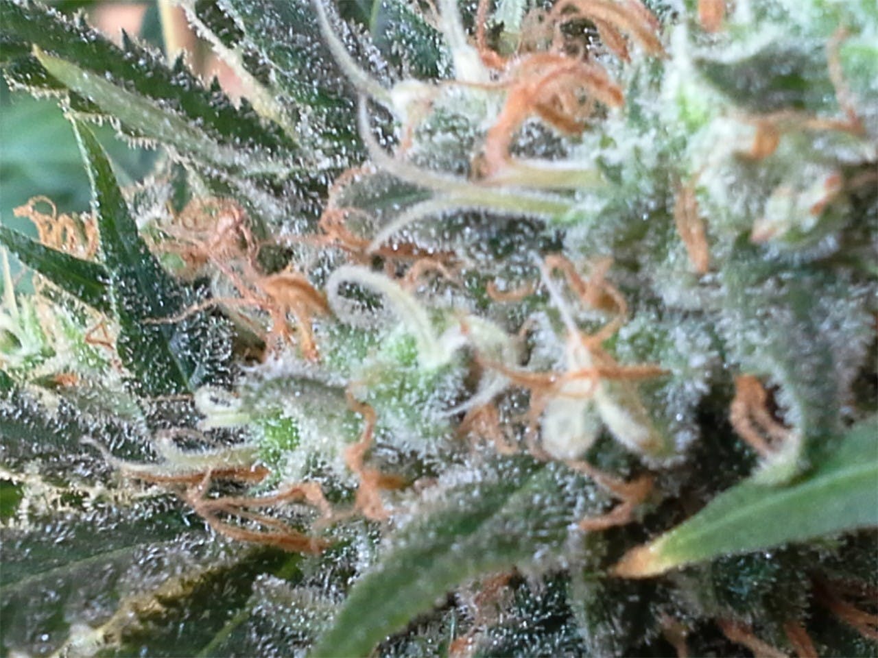 Caramelicious Weed Strain Information | Leafly