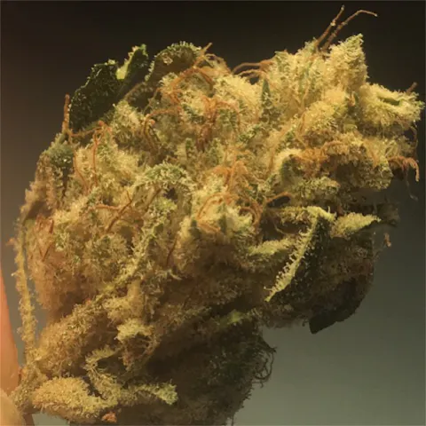 Casey Jones aka Casey Weed Strain Information | Leafly
