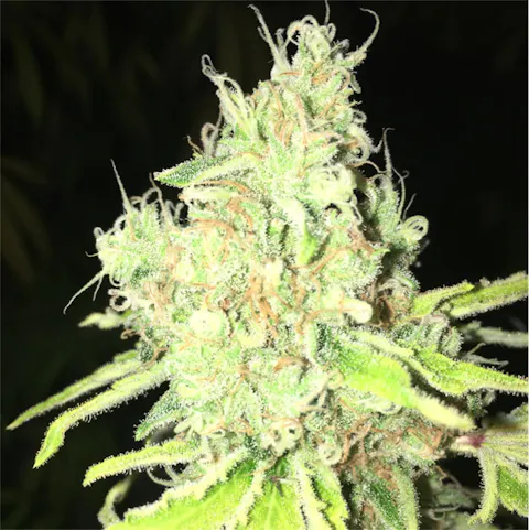 CBD Critical Mass Weed Strain Information | Leafly