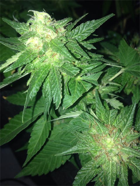 CBD Shark aka Shark Shock CBD, CBD Shark Shock Weed Strain Information ...