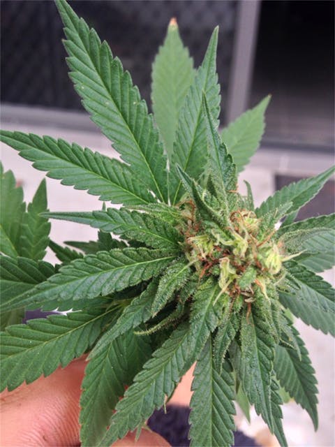 CBD Shark aka Shark Shock CBD, CBD Shark Shock Weed Strain Information ...